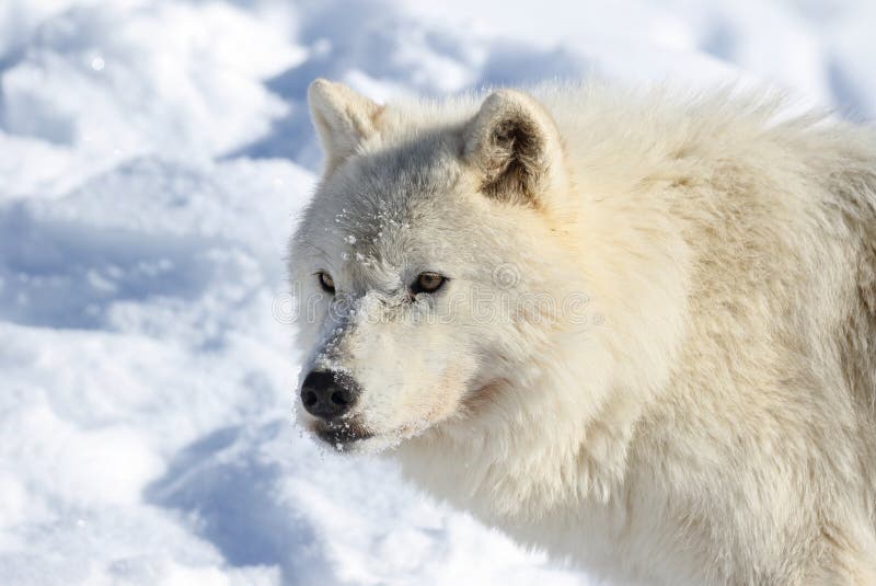 White wolf stock image. Image of arctic, power, wolf - 35711509