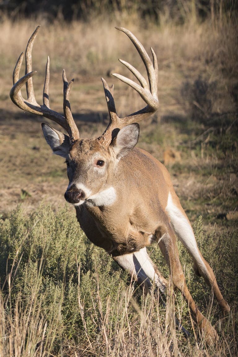 45,337 Doe Stock Photos - Free & Royalty-Free Stock Photos from Dreamstime