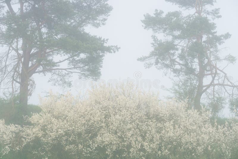 Big whitethorn bush stock photo. Image of flowering, shrub - 84414086
