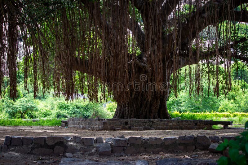 A Big and Wide Banyan Tree with Down Roots, Gingee Fort, India Stock ...