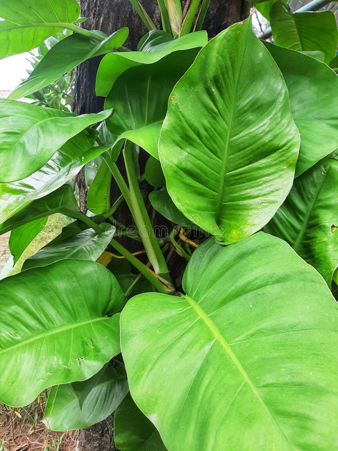 Big Wide Leaves on a Tree in Tropical Rain Forest Stock Photo - Image ...