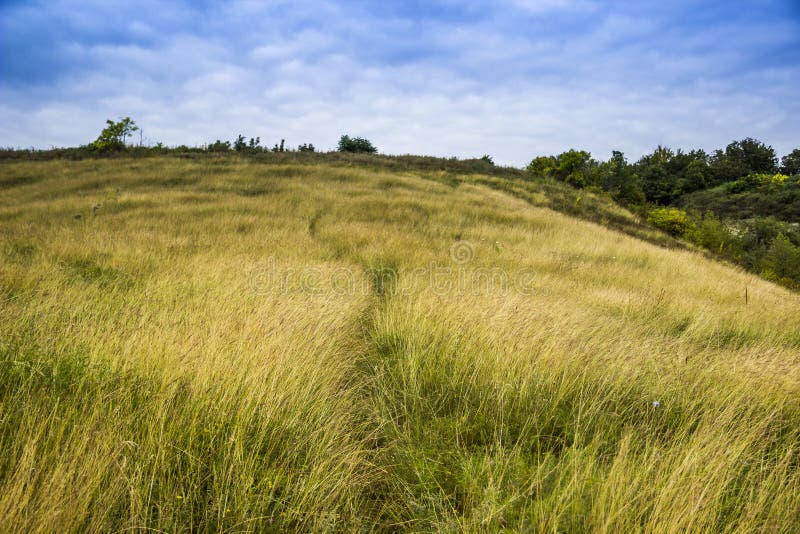 A Big Wide Meadow of Green Grass Stock Image - Image of farmland ...