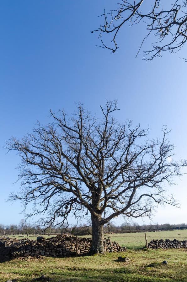 Wide bare oak tree top stock photo. Image of landscape - 145786644
