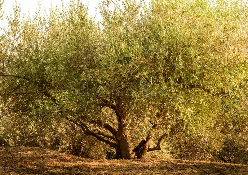 Big, Wide and Old Olive Tree Stock Photo - Image of crop, landscape ...