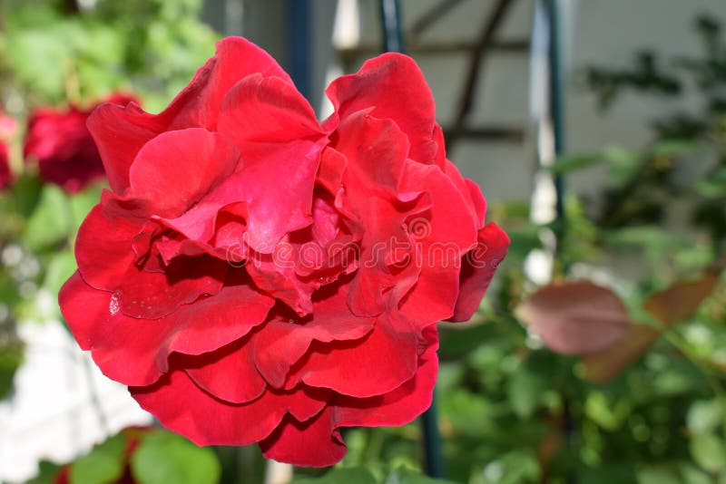 A Big Wide Open Red Rose Flower Stock Photo - Image of plant, green ...
