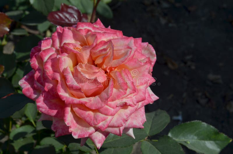 Close-up Rose with Many Petals Stock Image - Image of blossom, nature ...