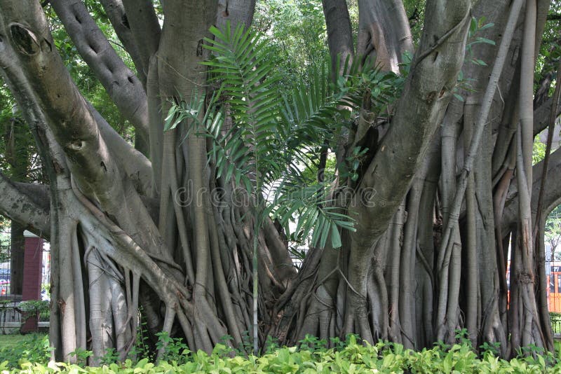 Big wide tree roots stock image. Image of tropical, tree - 31413935