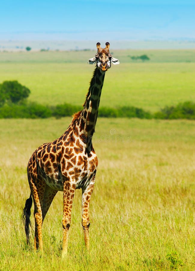 Big wild african giraffe stock image. Image of mara, game - 21357547
