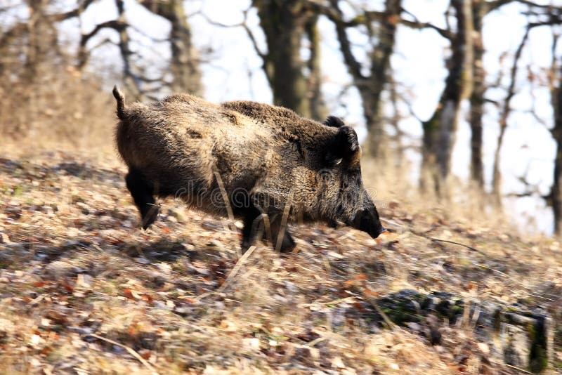 A big wild boar stock photo. Image of animal, wildlife - 13612144