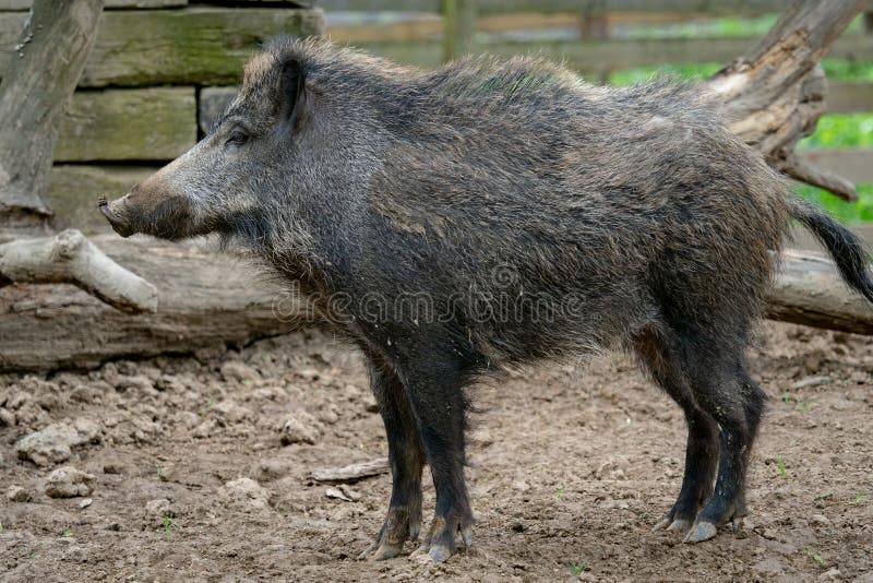 Big wild boar stock photo. Image of cold, winter, body - 118844056