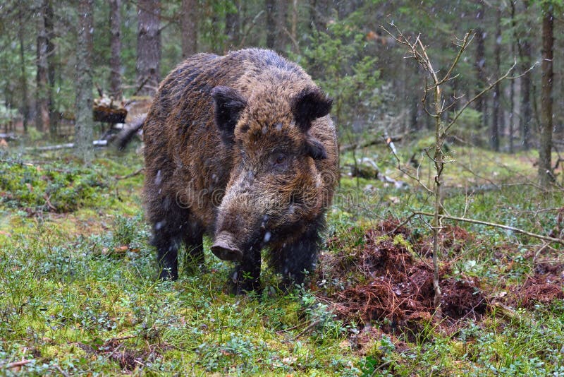 Big wild boar stock photo. Image of brown, grass, wildlife - 108887324