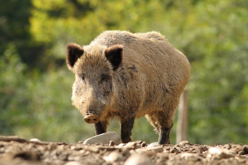 Big Wild Boar Stock Photos - Download 1,634 Royalty Free Photos