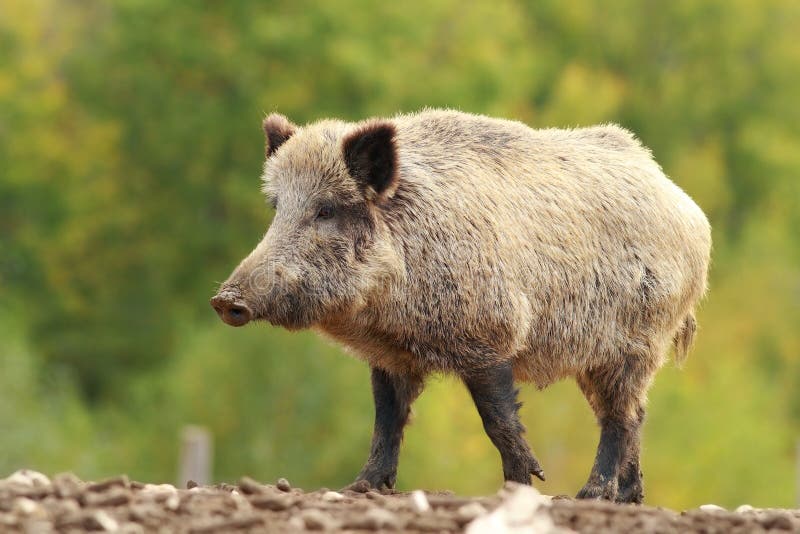 Big wild boar in a glade stock photo. Image of habitat - 62925344