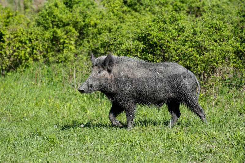 Wild boar in green grass stock image. Image of animal - 149499713