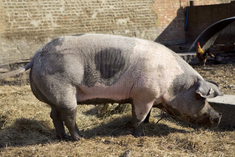Big Wild Boar at Local Farm Stock Photo - Image of boar, white: 11274030