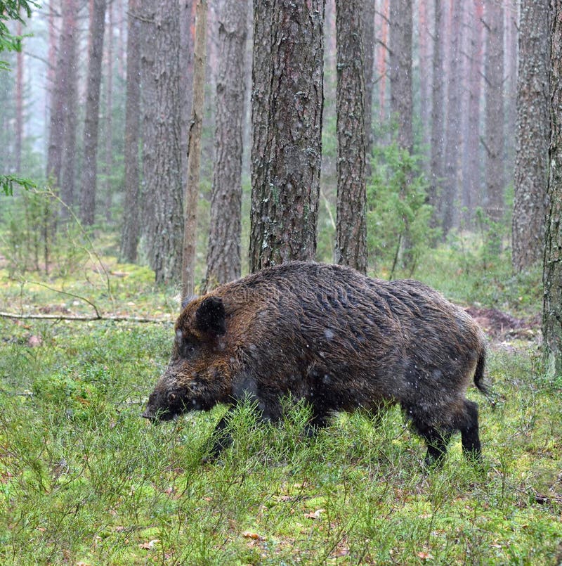 Big wild boar stock image. Image of rural, wildlife - 137841777