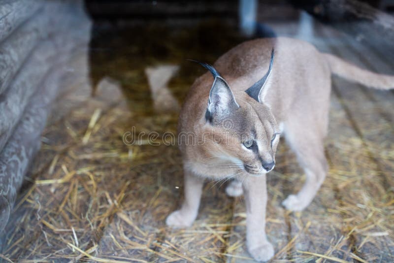 A Big Wild Cat Caracal in Captivity in a Zoo Behind Bars. Stock Image ...