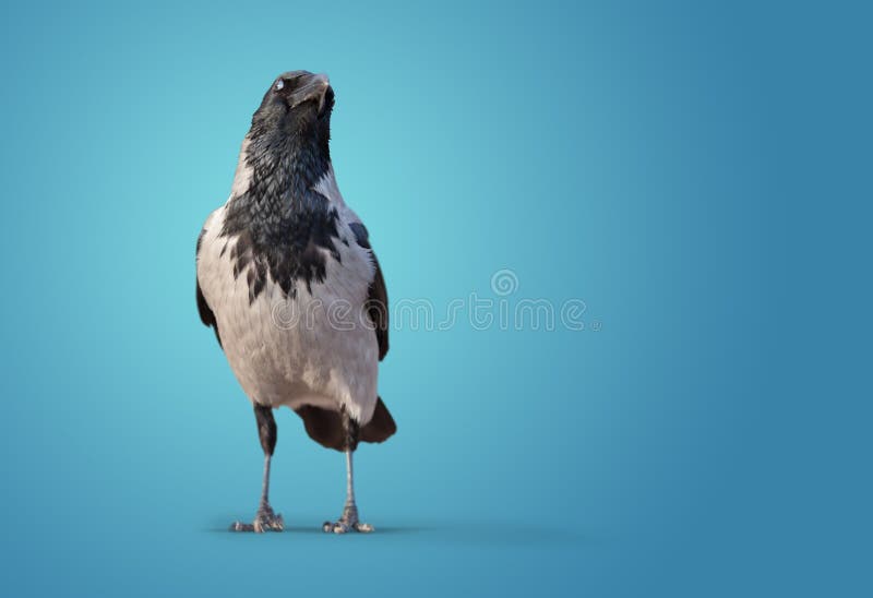 Big wild crow on blue stock photo. Image of raven, scavenger - 189910930