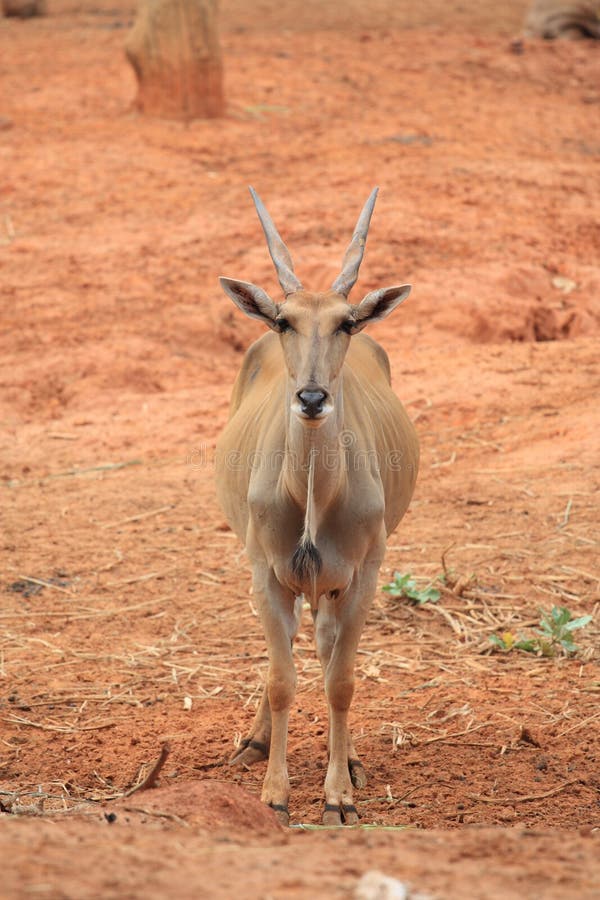 Wild deer with long horns stock photo. Image of woodland - 14136690