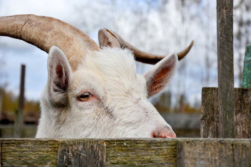 Big wild goat stock image. Image of green, animal, ears - 102891099