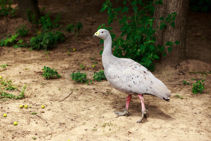 Big wild goose stock photo. Image of feather, animal - 171647846