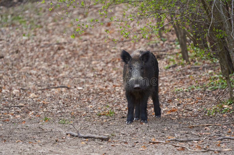 Big Wild Hog in the Forest Rooting Stock Image - Image of outdoor ...