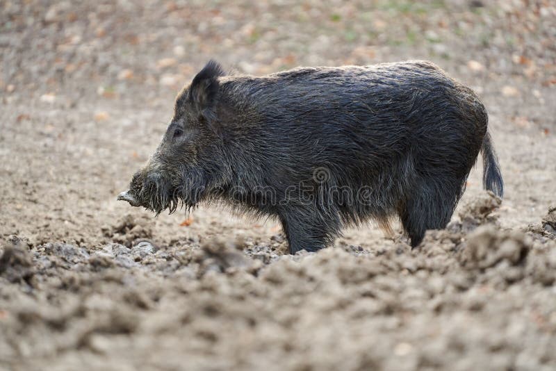 Big Wild Hog in the Forest Rooting Stock Photo - Image of bull, animal ...