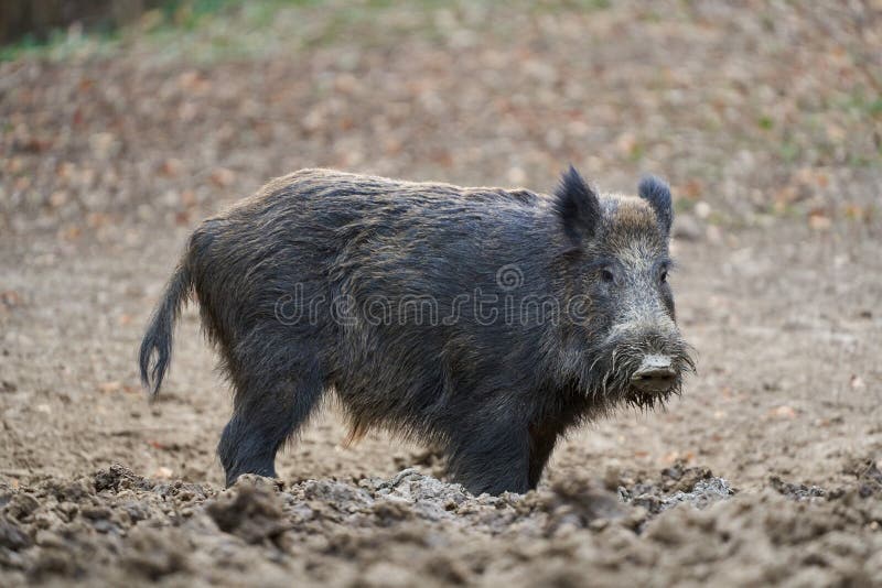 Big Wild Hog in the Forest Rooting Stock Photo - Image of nature, fangs ...