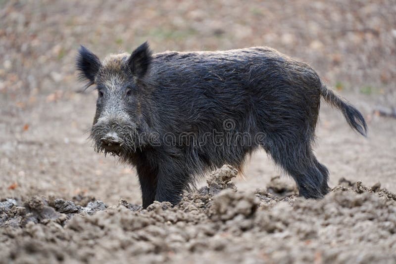 Big Wild Hog in the Forest Rooting Stock Photo - Image of huge, feral ...