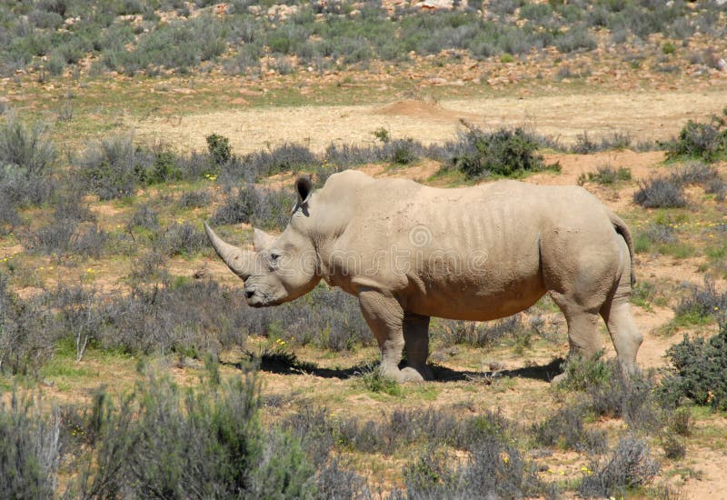 Big Wild RHINO stock image. Image of mammal, south, aggressive - 9749497