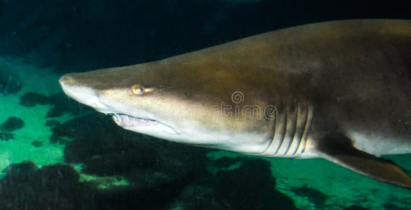 Big Wild Shark in the Marine Aquarium in the Oceanarium Stock Image ...