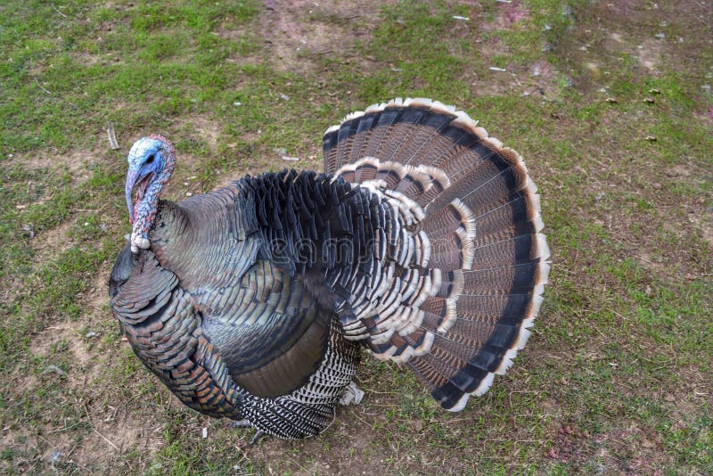 Big wild turkey stock image. Image of farm, bird, wild - 79754947