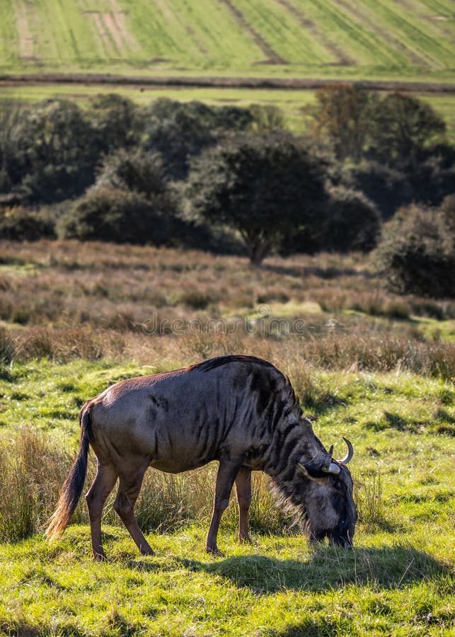 699 Wildebeest Eating Grass Stock Photos - Free & Royalty-Free Stock ...