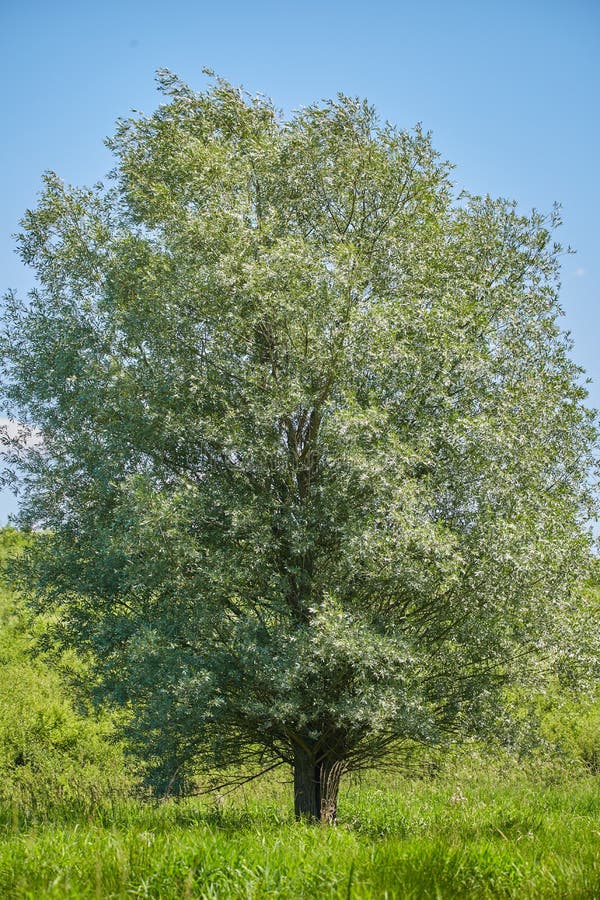 Big Willow Tree on a Meadow Stock Photo - Image of willow, tree: 94637256