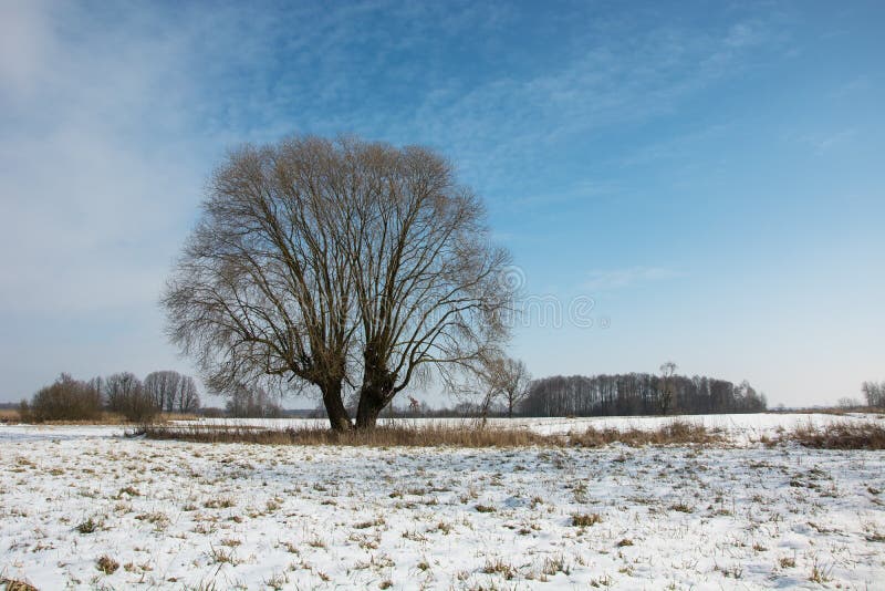 Big Willow Tree and Snow on the Meadow, Horizon and Blue Sky Stock ...