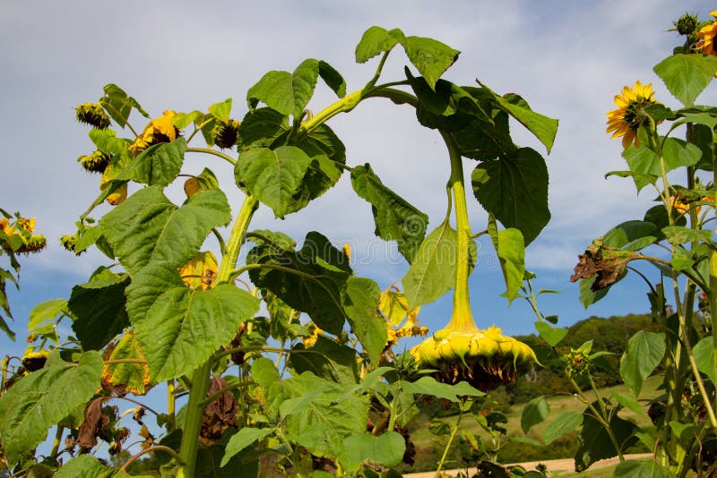 Big Wilted Heavy Sunflower Bending Over Stock Image - Image of yellow ...