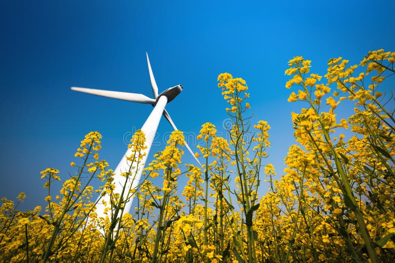 A Big Wind Turbine in Rapeseed Field Stock Photo - Image of energy ...