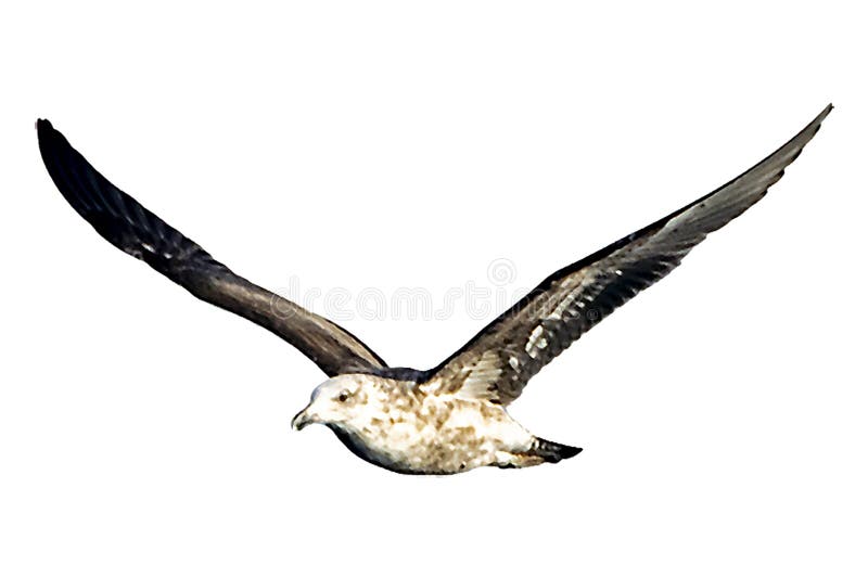 Big Wings Bird Flying Isolated Photo Stock Photo - Image of migration ...