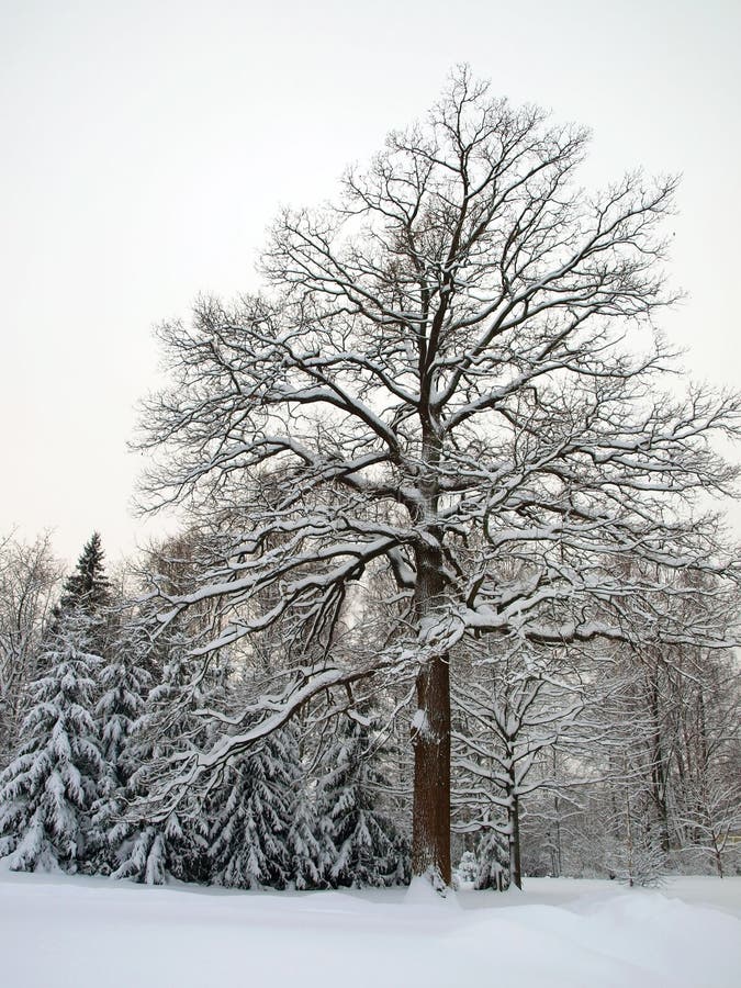Big winter oak stock photo. Image of season, majestic - 17533032