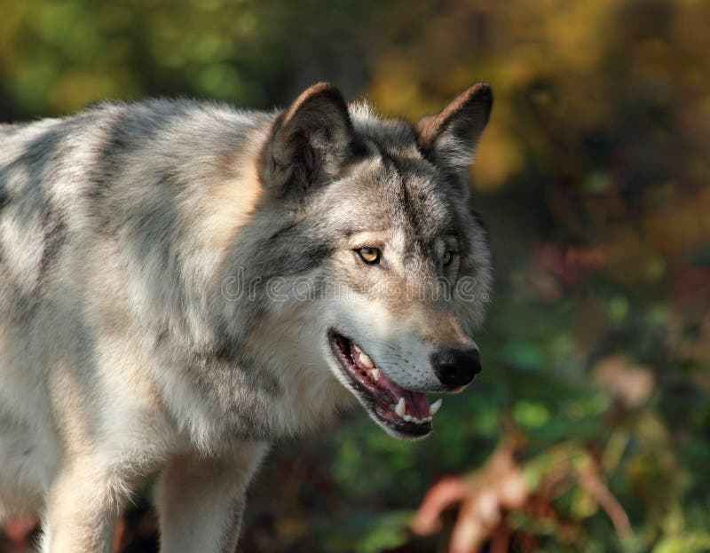Big wolf during autumn stock photo. Image of color, forest - 46268876