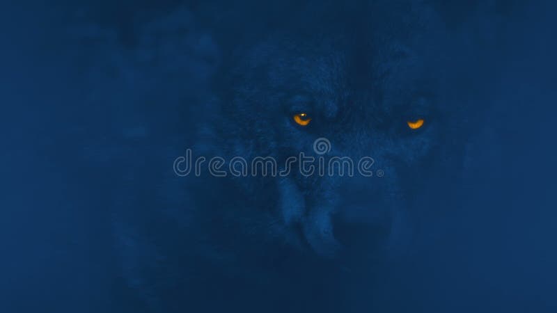 Wolf with Fiery Eyes Side View in the Dark Stock Footage - Video of ...