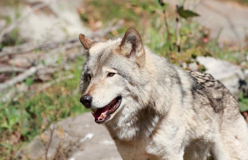 Big wolf stock photo. Image of summer, mammal, power - 34220568