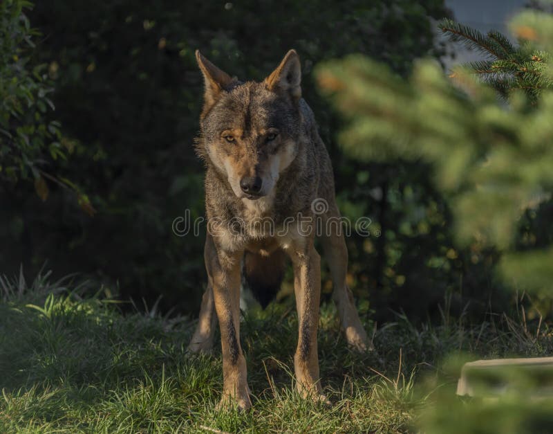 Big Wolf in Green Forest in Summer Sunny Morning Stock Photo - Image of ...