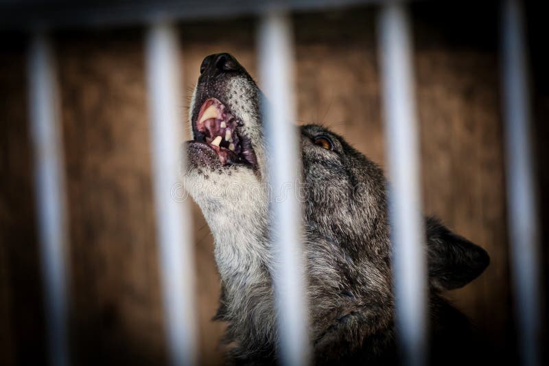 Big Wolf at the Zoo stock photo. Image of wilderness - 337148678