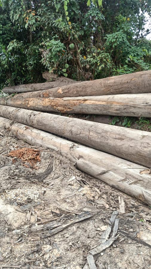 The big Wood stock photo. Image of garden, woodland - 220959962