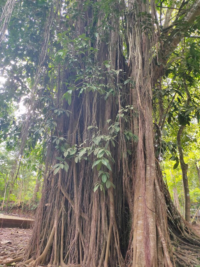 Big Wood and Aerial Root of Ficus Tree Stock Image - Image of wood ...
