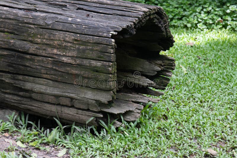 Close Up Wood Log on the Green Yard Stock Photo - Image of timbering ...