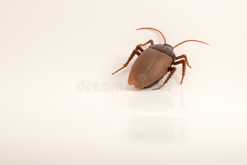 Big wood Roach on Eggs stock image. Image of wood, graham - 117160181