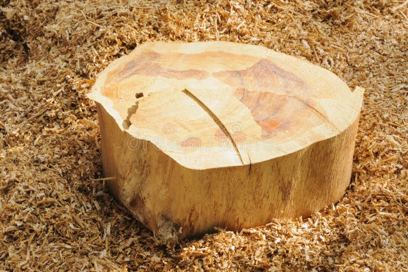 Big wooden stump. stock photo. Image of nature, pine - 32852164