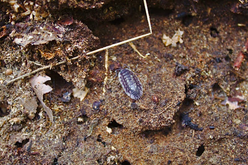 Big Woodlouse in the Forest Stock Photo - Image of macro, woodlouses ...